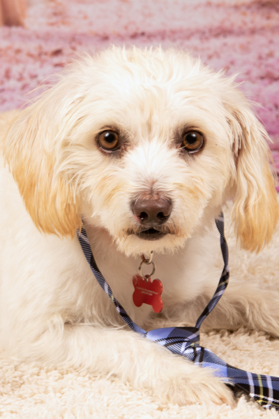 Friend of the Week: Cute Pops is trained, loves to play with toys ...