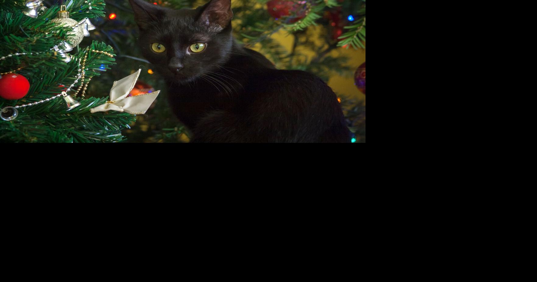 Fearless Kitty Rescue launches ‘12 days of Kit-mas’ fundraiser | Local ...