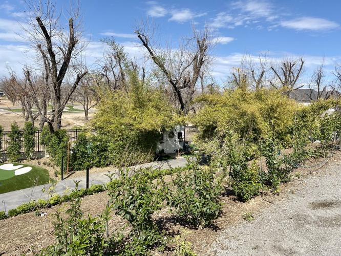 Pecan Lake Entertainment brings 12-acre oasis to heart of Queen Creek ...