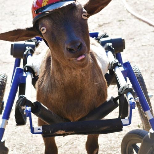 Transforming pain into purpose: The heart of Aimee’s Farm Animal ...