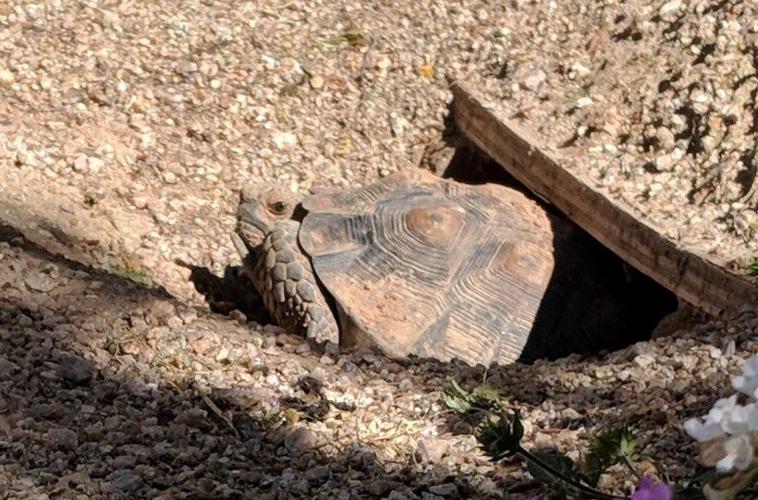 desert tortoise burrow