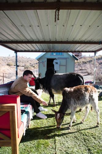 In need of some love? Hug some cows at the Cuddle Corral | Destinations ...