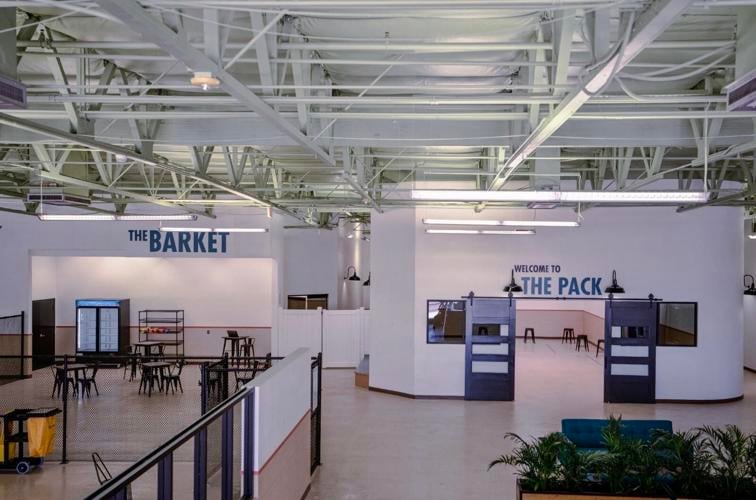 Mak Pack: Arizona's first indoor dog park opens in Chandler | Local ...