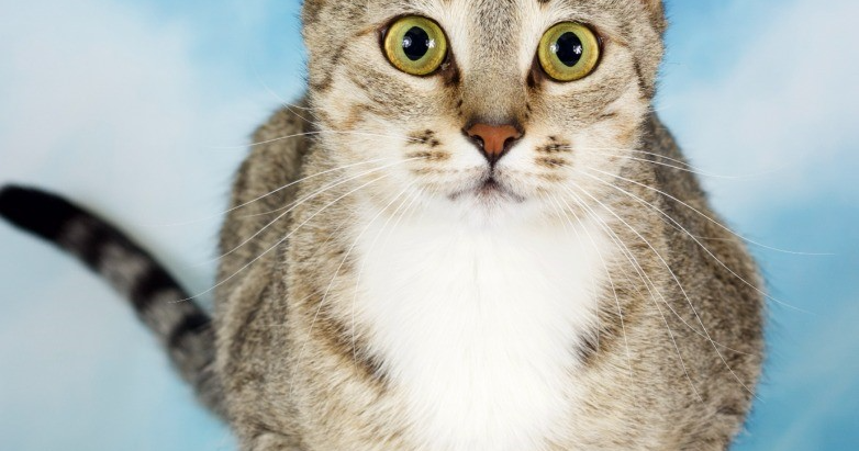 Friend of the Week: Gorgeous Georgia loves lots of attention | Local ...