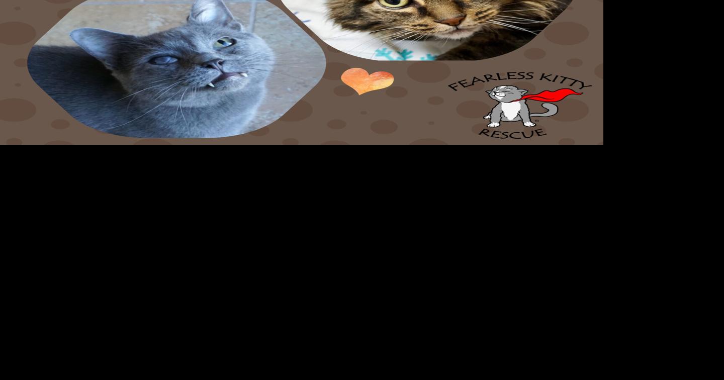 Fearless Kitty Rescue announces new program for senior cats ...