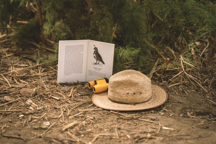 A love letter to nature: Inside The Little Wild Library | Featured ...