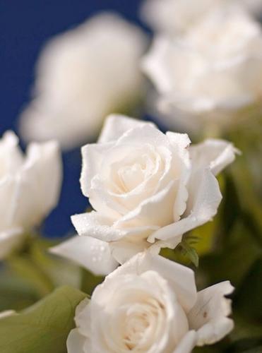 Richard Lee Vickery | Obituaries | citysuntimes.com