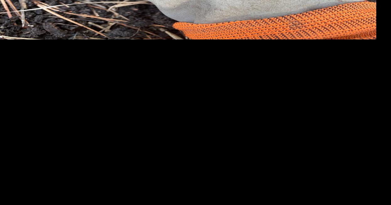 Garden Clippings: Achieving good soil tilth | Lifestyle ...