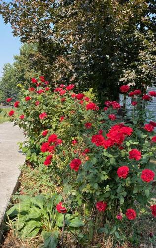Sidewalk Roses | News | clearwaterprogress.com