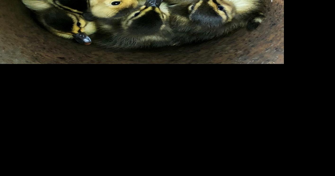 Garden Clippings: Watching baby ducklings – a true story | Lifestyle ...