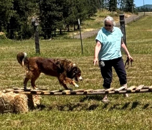 Dog Days Of Summer | News | clearwaterprogress.com