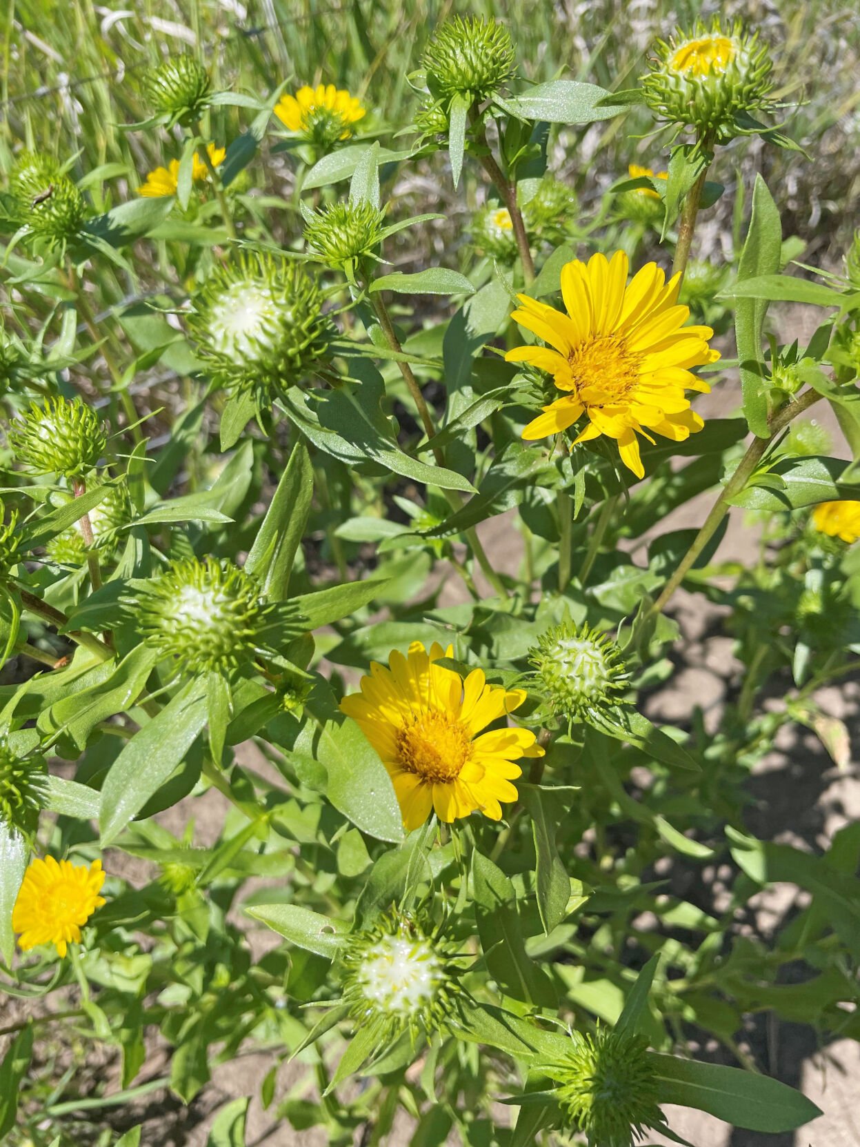 Garden Clippings: Growing gumweed as a wildflower and for medicine ...