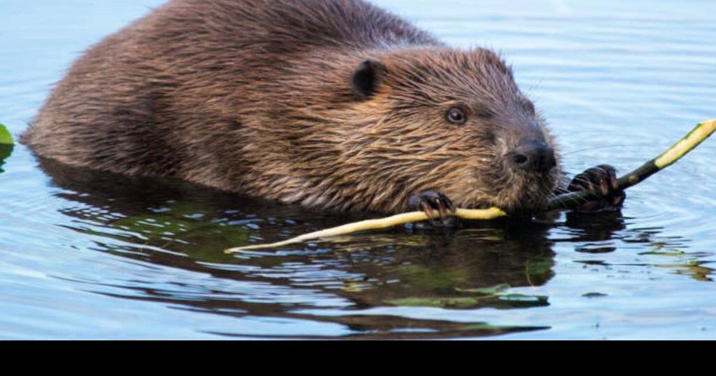 Garden Clippings: Parachuting beavers into Idaho wilderness | Lifestyle ...