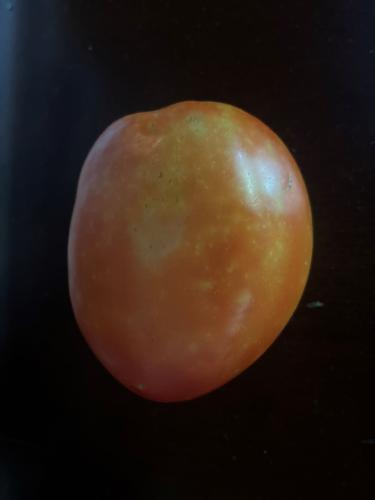 Garden Clippings: Tomato stink bug – how to deter these pests ...