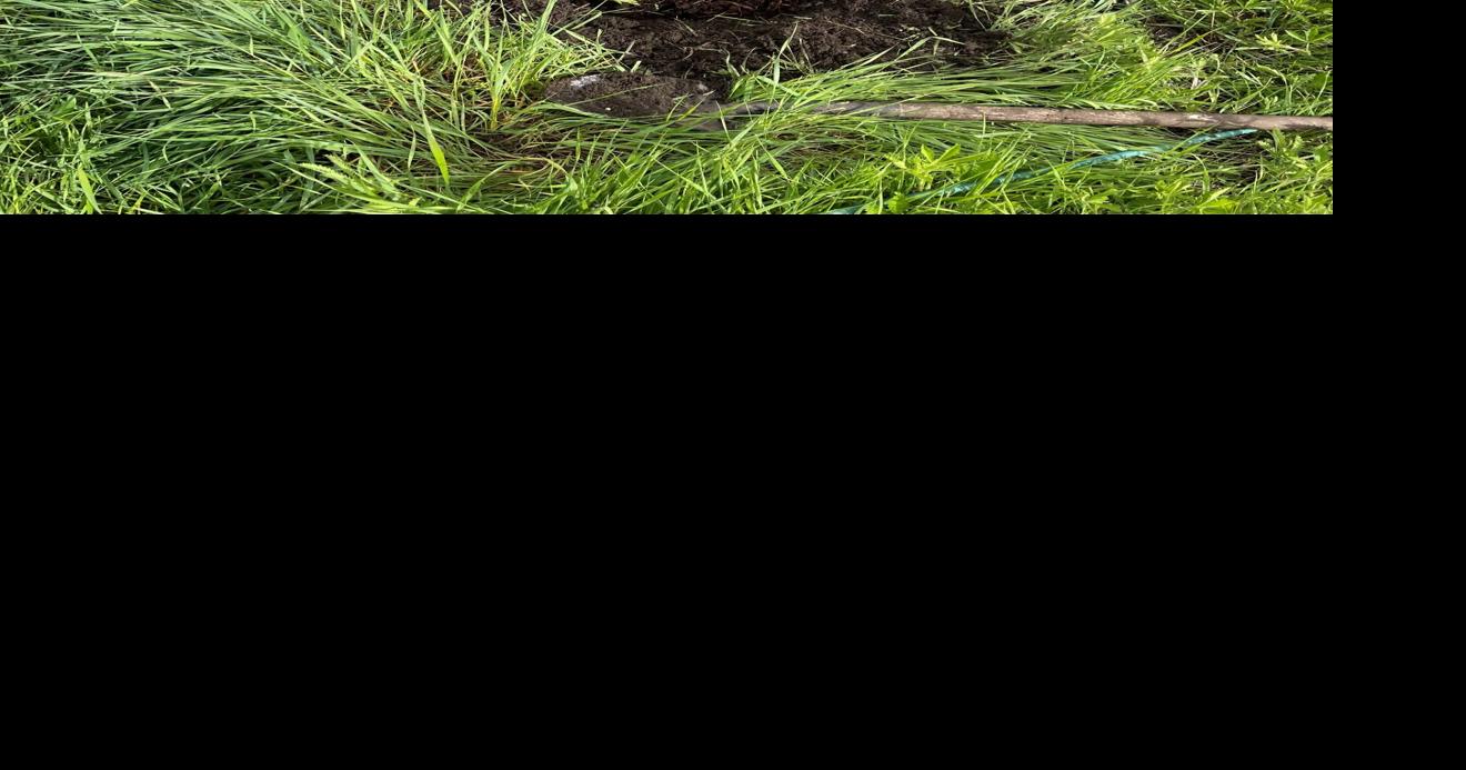 Garden Clippings: Arbor Day Foundation – planting trees is a ‘promise ...