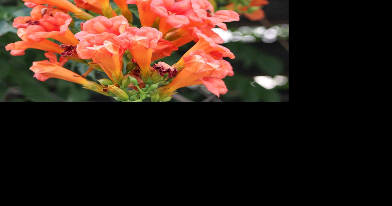 Welcoming Color At Center | News | clearwaterprogress.com