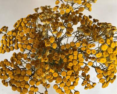 Garden Clippings: The tansy plant – how to manage this controversial ...