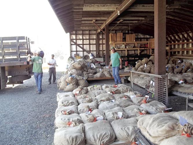 Idaho Department of Lands cone collection is first step in forest ...