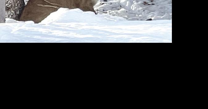 Young mountain lions captured and euthanized in Kendrick | Fish & Game ...
