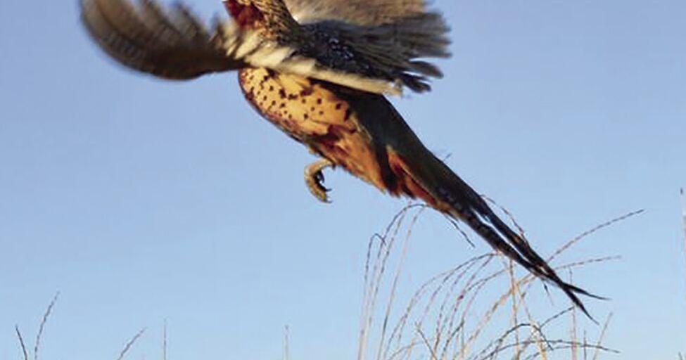Pheasant stocking program | Fish & Game | clearwatertribune.com