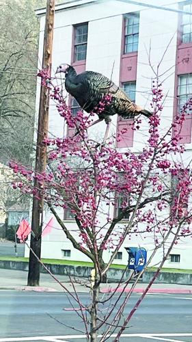 Breakfast for the Turkeys | Community News | clearwatertribune.com