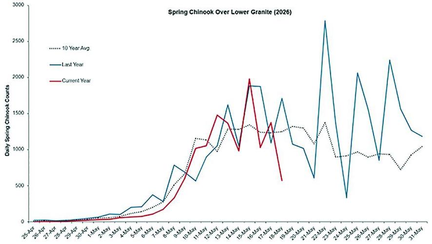 Spring Chinook fishery update | Top Stories | clearwatertribune.com