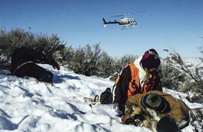 Why Fish and Game radio collars deer and elk during winter | Outdoors ...