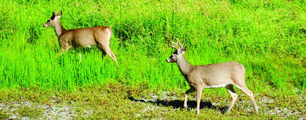 How white-tailed deer, beavers and loggers share a fascinating chapter ...