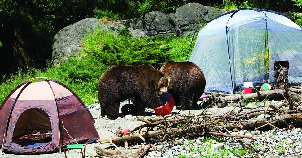 F&G offers tips to avoid conflicts as bears come out of hibernation ...