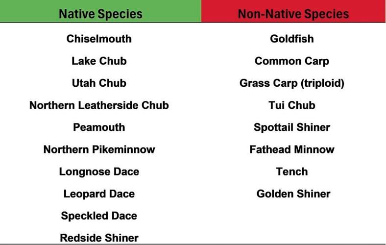 Live in Idaho Waters (Part 3): Native Minnows | Fish & Game ...