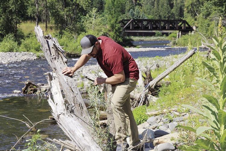 Lolo Creek success story | Top Stories | clearwatertribune.com
