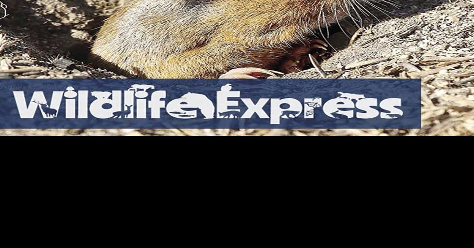 Meet Idaho’s smallest miner, the pocket gopher | Fish & Game ...