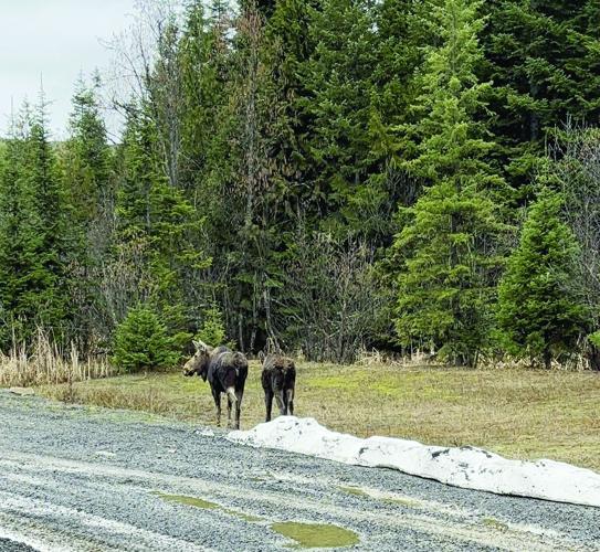 Idaho Fish and Game relocates cow and calf moose from University of ...
