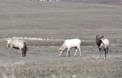 Rare elk | Community News | clearwatertribune.com