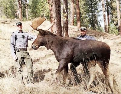 Careful…that may not be the trophy bull you think it is | Fish & Game ...