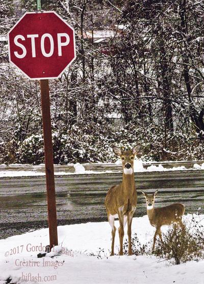 Slick conditions aren't keeping deer out of town | Outdoors ...