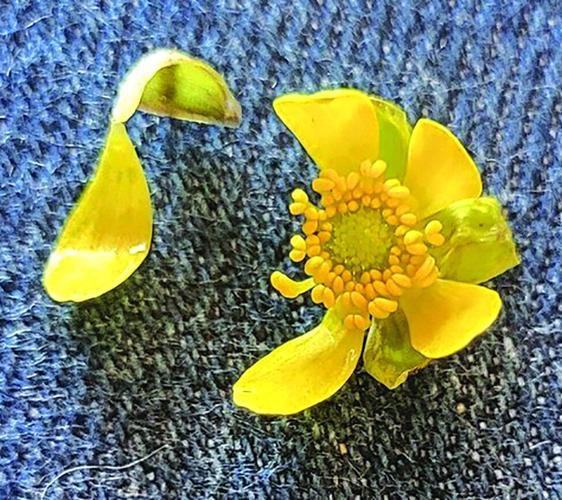 Pierce-Weippe News for the week of January 21, 2026 | Pierce News ...