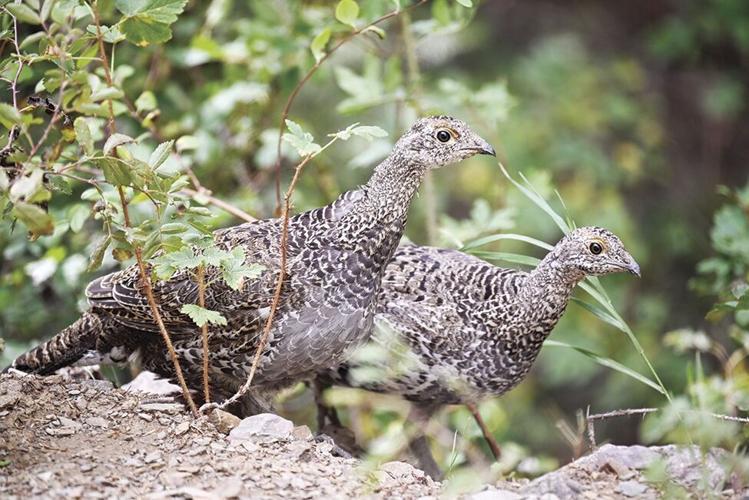 F&G seeking public input on Idaho upland game, turkey and furbearer season setting, 2024-2025 ...