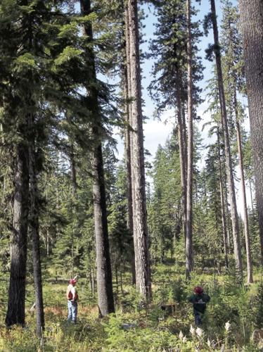 Idaho Department of Lands cone collection is first step in forest ...