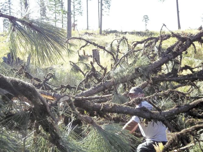 Idaho Department of Lands cone collection is first step in forest ...