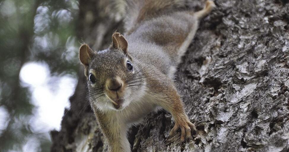 Fill every crevice of your freezer by hunting these small game species ...