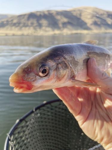 Live in Idaho Waters (Part 3): Native Minnows | Fish & Game ...