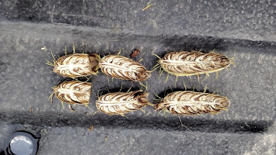 Idaho Department of Lands cone collection is first step in forest ...