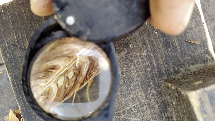 Idaho Department of Lands cone collection is first step in forest ...