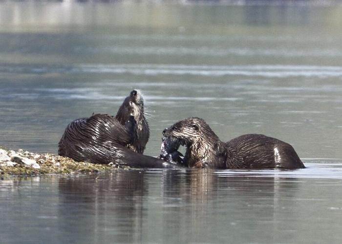 F&G seeking public input on Idaho upland game, turkey and furbearer season setting, 2024-2025 ...