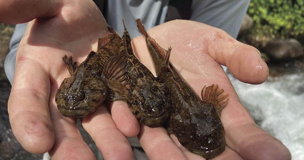Live in Idaho waters: Native Sculpin | Fish & Game | clearwatertribune.com