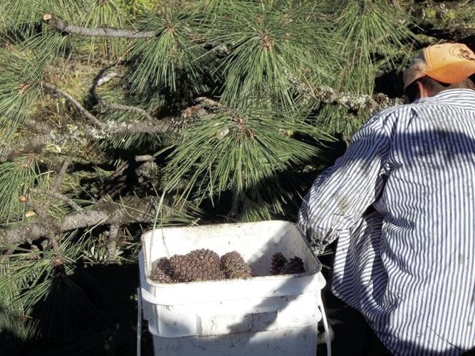 Idaho Department of Lands cone collection is first step in forest ...