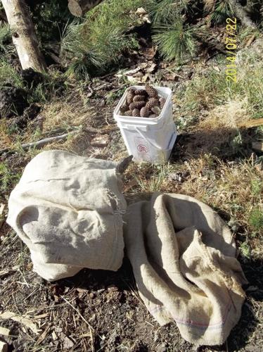 Idaho Department of Lands cone collection is first step in forest ...