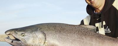 Questionnaires for spring/summer Chinook salmon seasons available | Top ...