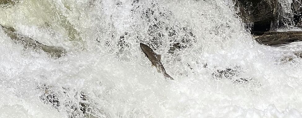 It’s a long swim from the Pacific, but Idaho Chinook are up to the ...